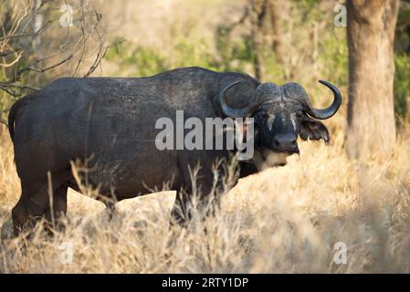 African buffalo. Búfalo africano Stock Photo - Alamy
