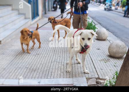 Process of walking with two dogs in a countryside park, joy of having ...