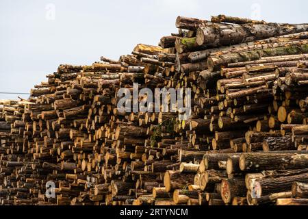 Large pile of logs ready to be shipped by boat Stock Photo - Alamy