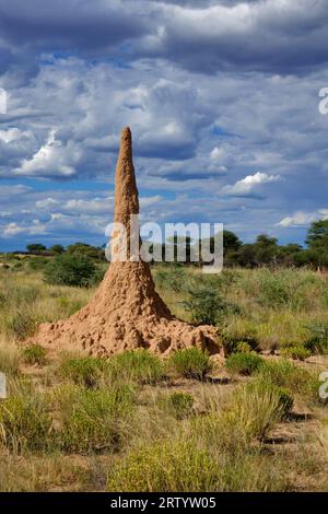 Termite mounds on a farm northeast of Omaruru, Erongo region, Namibia ...