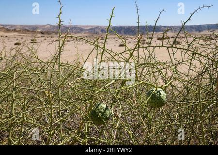 Namib Desert east of Swakopmund, fruits (Nara melons) of the Nara bush ...