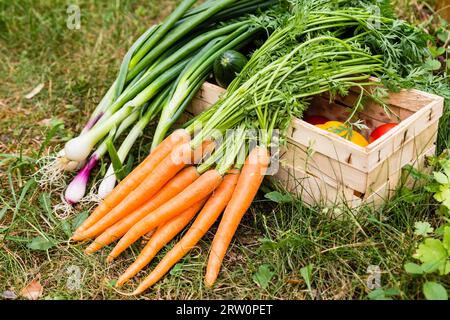 Gemueseernte im Garten, Ernte von Gemuese in einem Garten Stock Photo ...