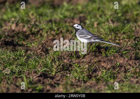 White Wagtail in search of food. Pied Wagtails, Wagtails, Motacilla ...