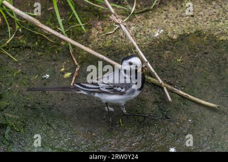 White Wagtail in search of food. Pied Wagtails, Wagtails, Motacilla ...