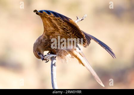 A native wedge tailed eagle in flight near Alice Springs, Northern ...