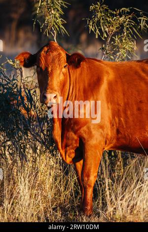A cow grazes by the side of the Plenty Hwy near Mount Riddock cattle ...