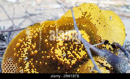 Honeycomb and bee or Apis florea on acacia tree and blur background ...