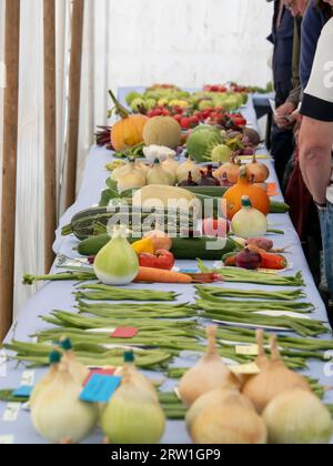 A home grown vegetable competition at the Broughton in Furness anual ...