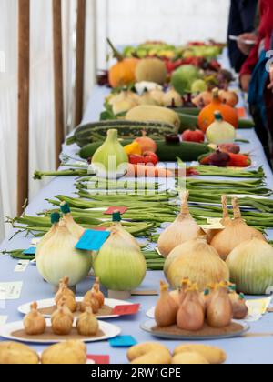 A home grown vegetable competition at the Broughton in Furness anual ...