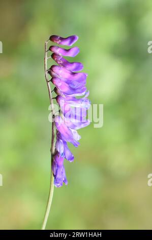Closeup of Vicia cracca (cow vetch) in the field Stock Photo - Alamy