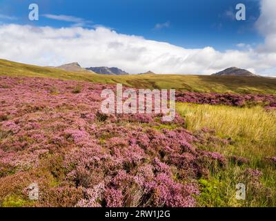 Heather blooming above Brodick on Arran on Scotlands west coast, UK ...