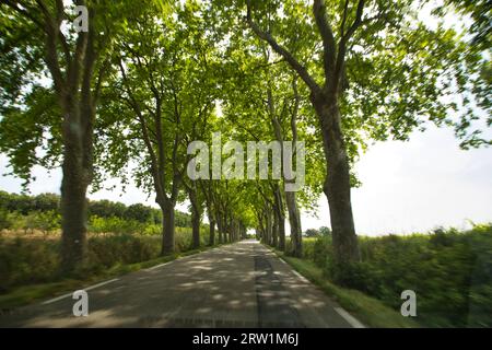 a drive by car through a green avenue in provence (france Stock Photo ...