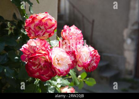 beautiful noble roses in a courtyard of a french estate Stock Photo - Alamy
