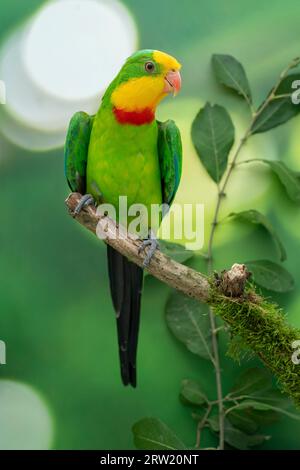 superb parrot (Polytelis swainsonii Stock Photo - Alamy