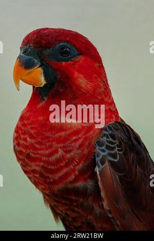 Cardinal Lory, Pseudeos cardinalis, Chalcopsitta cardinalis. A wild ...