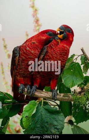 Cardinal Lory, Pseudeos cardinalis, Chalcopsitta cardinalis. A wild ...