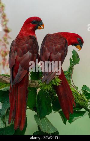 Cardinal Lory, Pseudeos cardinalis, Chalcopsitta cardinalis. A wild ...