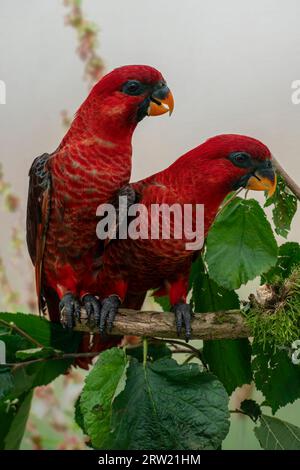 Cardinal Lory, Pseudeos cardinalis, Chalcopsitta cardinalis. A wild ...