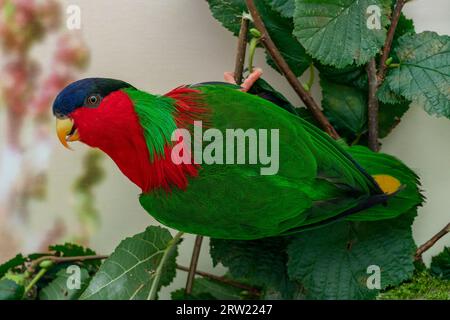 Collared Lory (Vini solitaria) Aves Stock Photo - Alamy