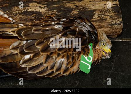 Red Kite (Milvus milvus) Adult laid on ground showing wing tag Stock ...
