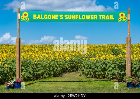 Sunflower field and trail, Balgone Barns Farm, East Lothian, Scotland ...
