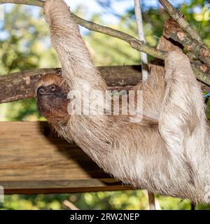 Honduras, Roatán, Hoffmann's two-toed Sloth (Choloepus hoffmanni ...