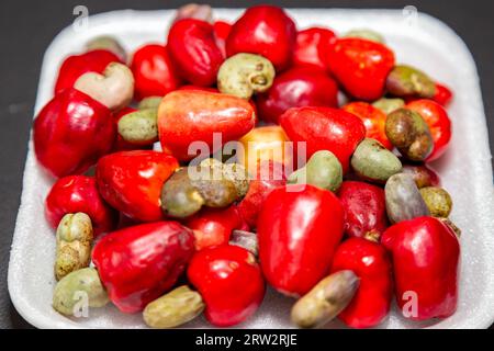 The cerrado cajuzinho (Anacardium humile), also known as cajuzinho-do ...