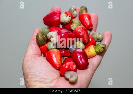 The cerrado cajuzinho (Anacardium humile), also known as cajuzinho-do ...