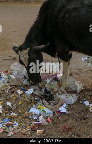 Cow on the street eating plastic garbage Stock Photo - Alamy