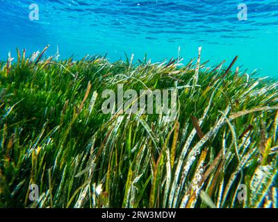 Seagrass meadow in the Aegean Sea. View of seagrass Stock Photo - Alamy