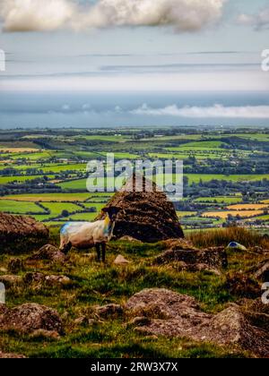 A white sheep stands atop a lush green grassy field, enclosed by a ...