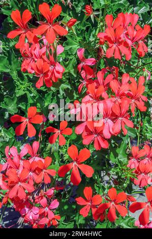 Geraniums (Pelargonium) (peltatum), Hanging Geranium, Variety, Fire ...