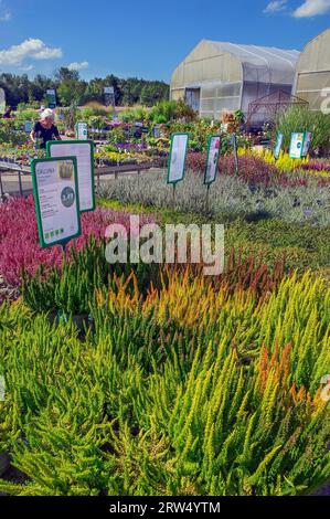 heath family (Ericaceae Stock Photo - Alamy