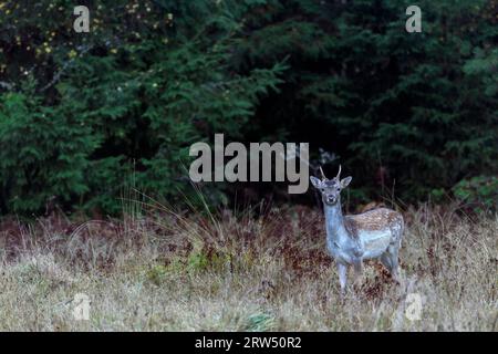 I was very surprised by this encounter with a Fallow Deer doe in the ...
