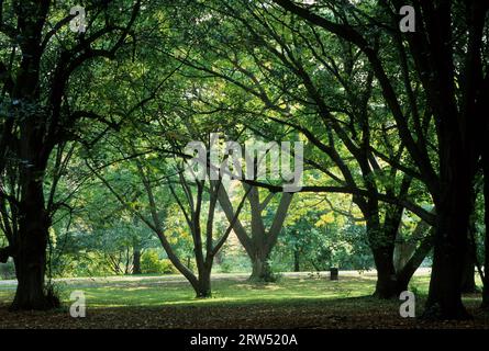 Trees, Arnold Arboretum, Boston, Massachusetts Stock Photo - Alamy