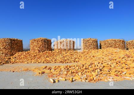 Corn hoarding and drying Corn, North China Stock Photo - Alamy