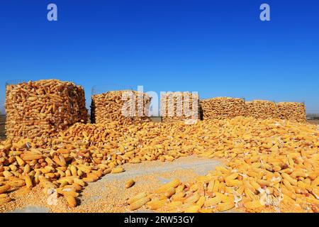 Corn hoarding and drying Corn, North China Stock Photo - Alamy