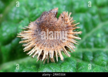 The seeds of the Shukui are on the green leaves, North China Stock ...