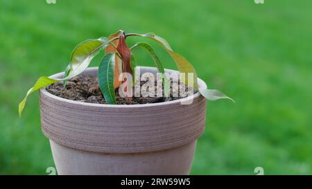 Mango tree plant in flowerpot growth from the seed. Isolated on white ...