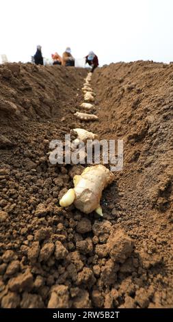 farmers grow ginger in fields, aerial photos, LUANNAN COUNTY, Hebei ...