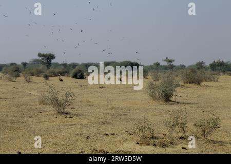 Mesquite tree (Neltuma juliflora) with Vulture flying in the national ...