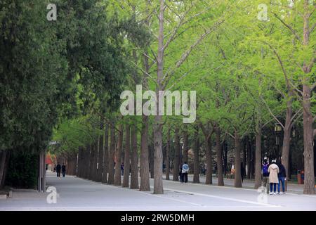 Greening trees in a park, Beijing Stock Photo - Alamy