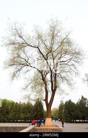 Tourists visit the Temple of Heaven Park and admire the magnificent ...