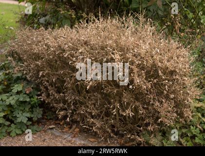 Box hedge suffering from box blight Stock Photo - Alamy