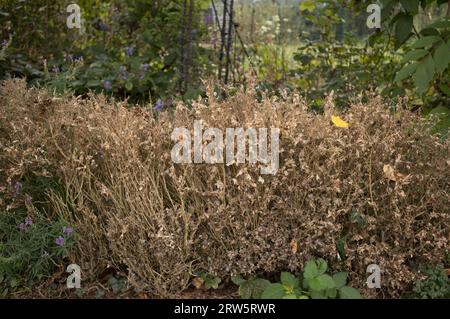 Box hedge suffering from box blight Stock Photo - Alamy