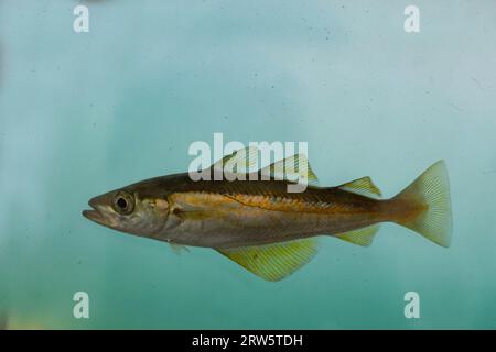 pollack swimming around in the water Stock Photo - Alamy