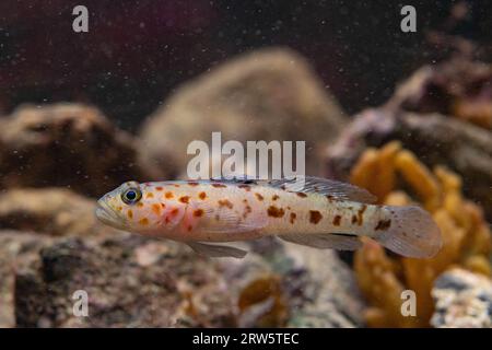 a leopard spotted goby swimming near some rocks Stock Photo - Alamy