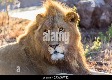 male lion with a restful gaze showing detail of face, head and hairy ...