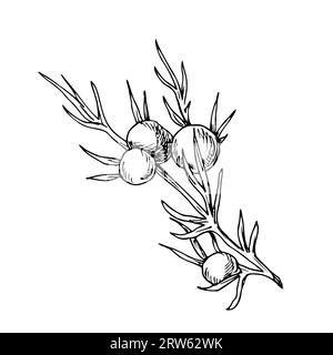 Juniper branch line illustration. botanical illustration Stock Photo ...