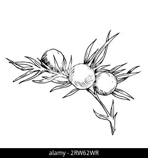 Juniper branch line illustration. botanical illustration Stock Photo ...